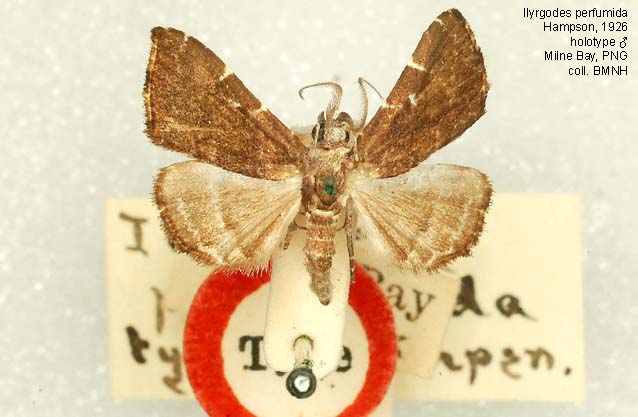 Papua Insects Foundation (Lepidoptera/Erebidae/Calpinae thumbnails)